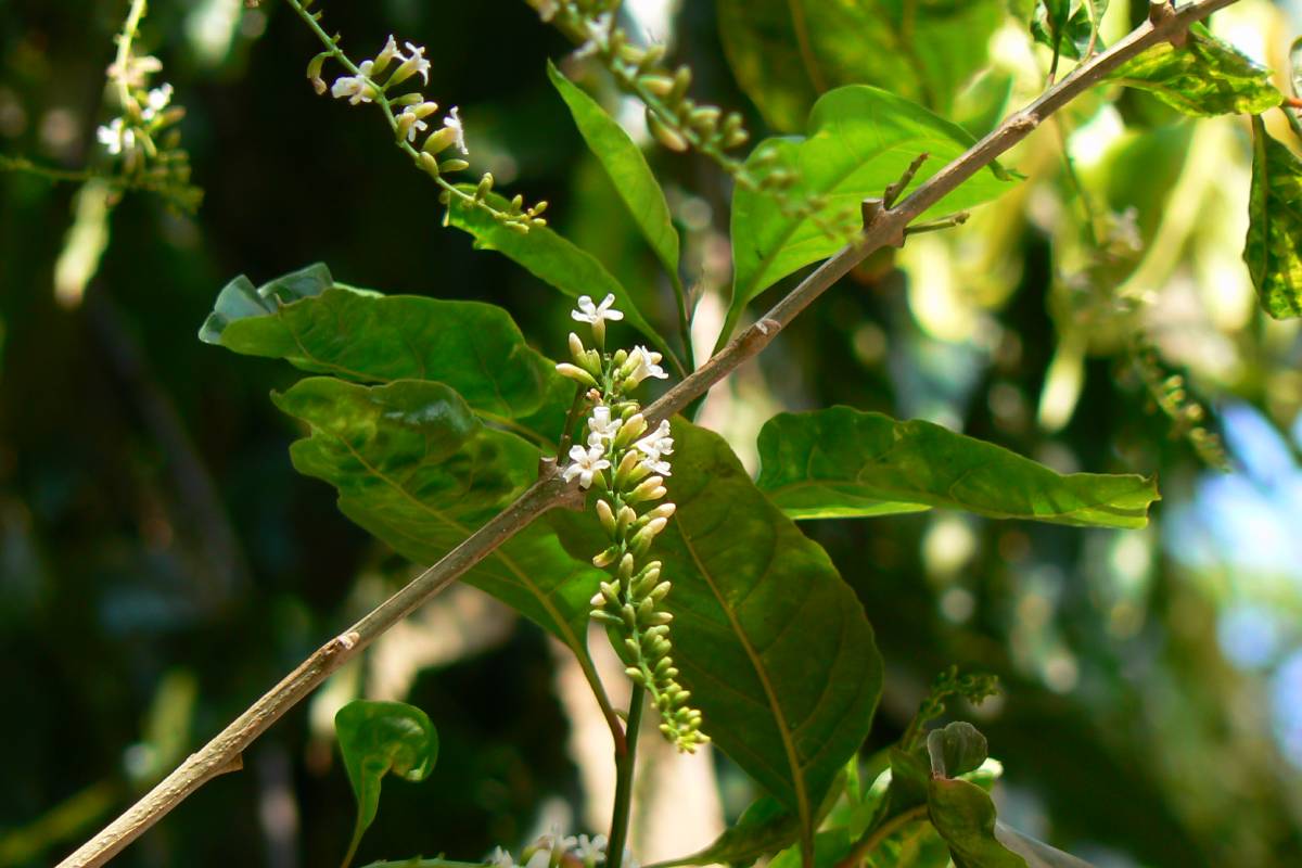 Fiddlewood trees native to Australia? How big / the characteristics