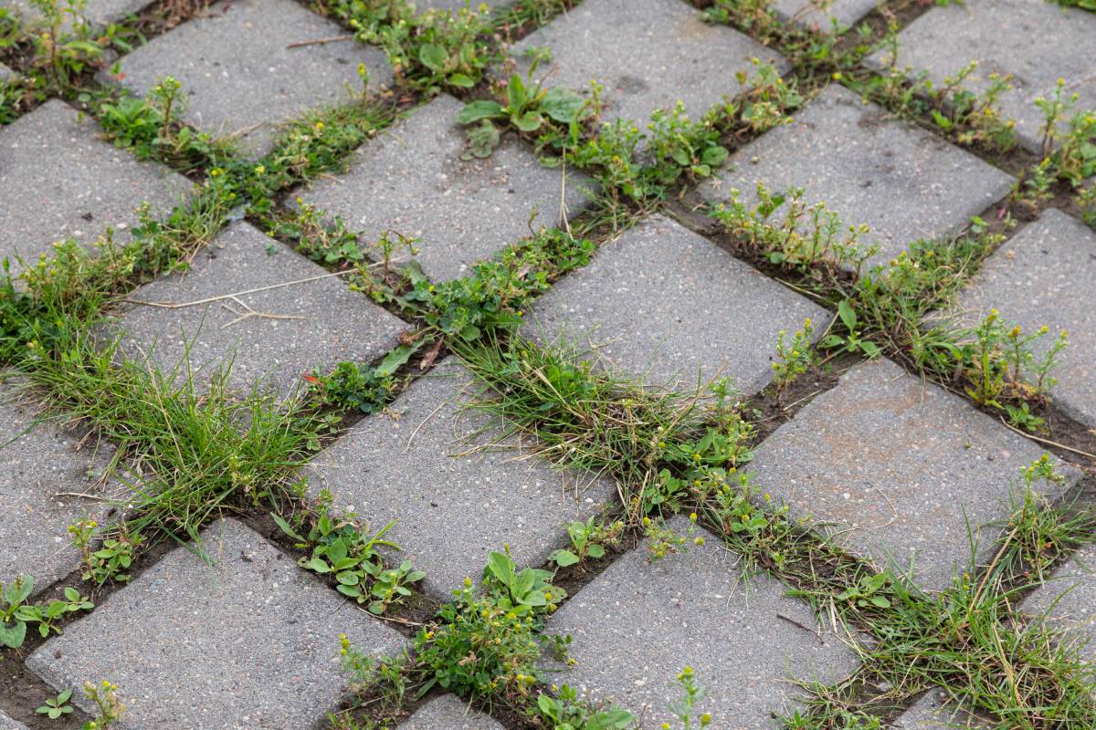 How to Lay Pavers in Grass: Step-by-Step Guide